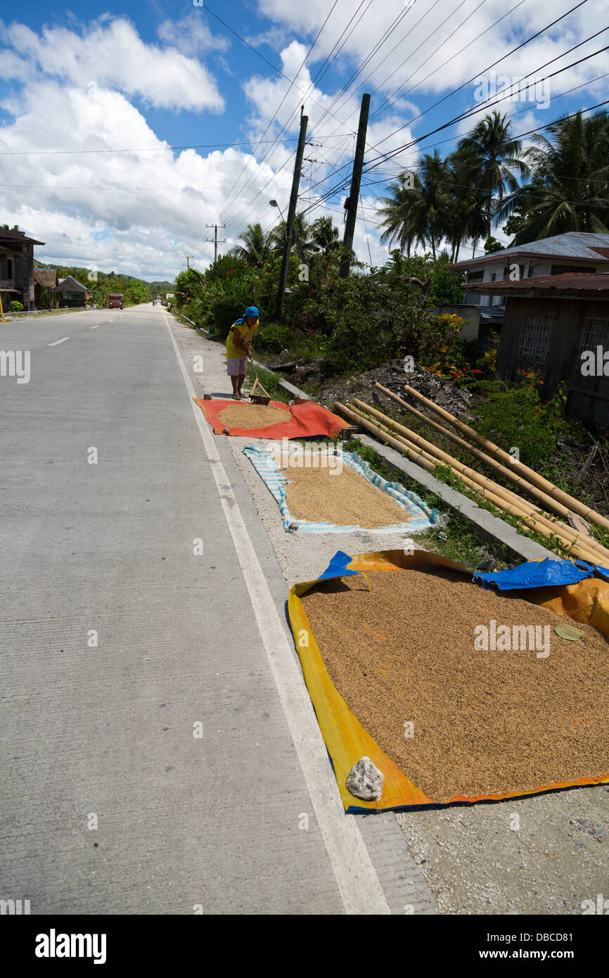 Drying Rice on a rural Country Road on Bohol Island, Philippines Stock ...