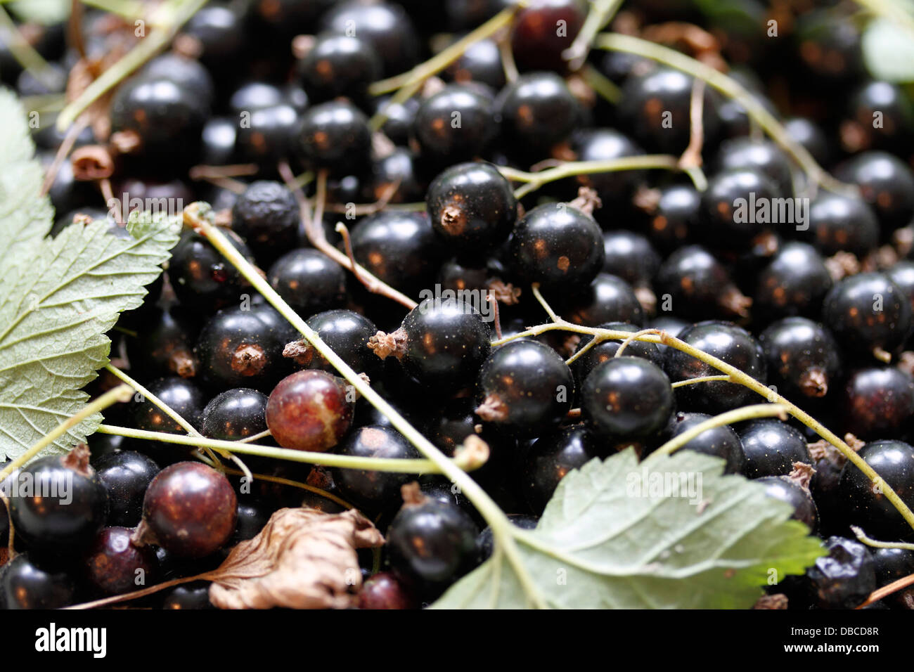 Ribes nigrum l hi-res stock photography and images - Alamy