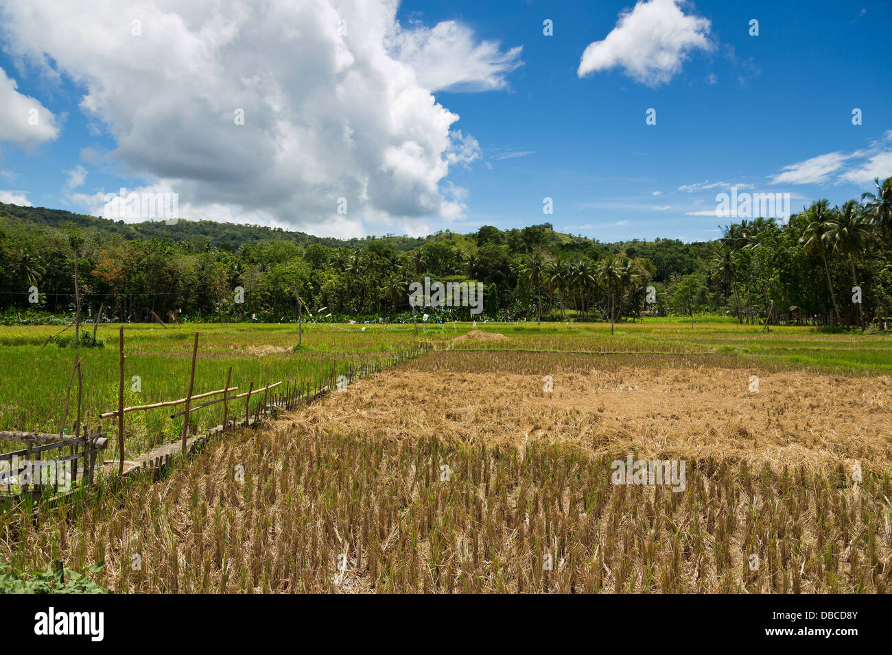 Typical Landscape on Bohol Island, Philippines Stock Photo - Alamy