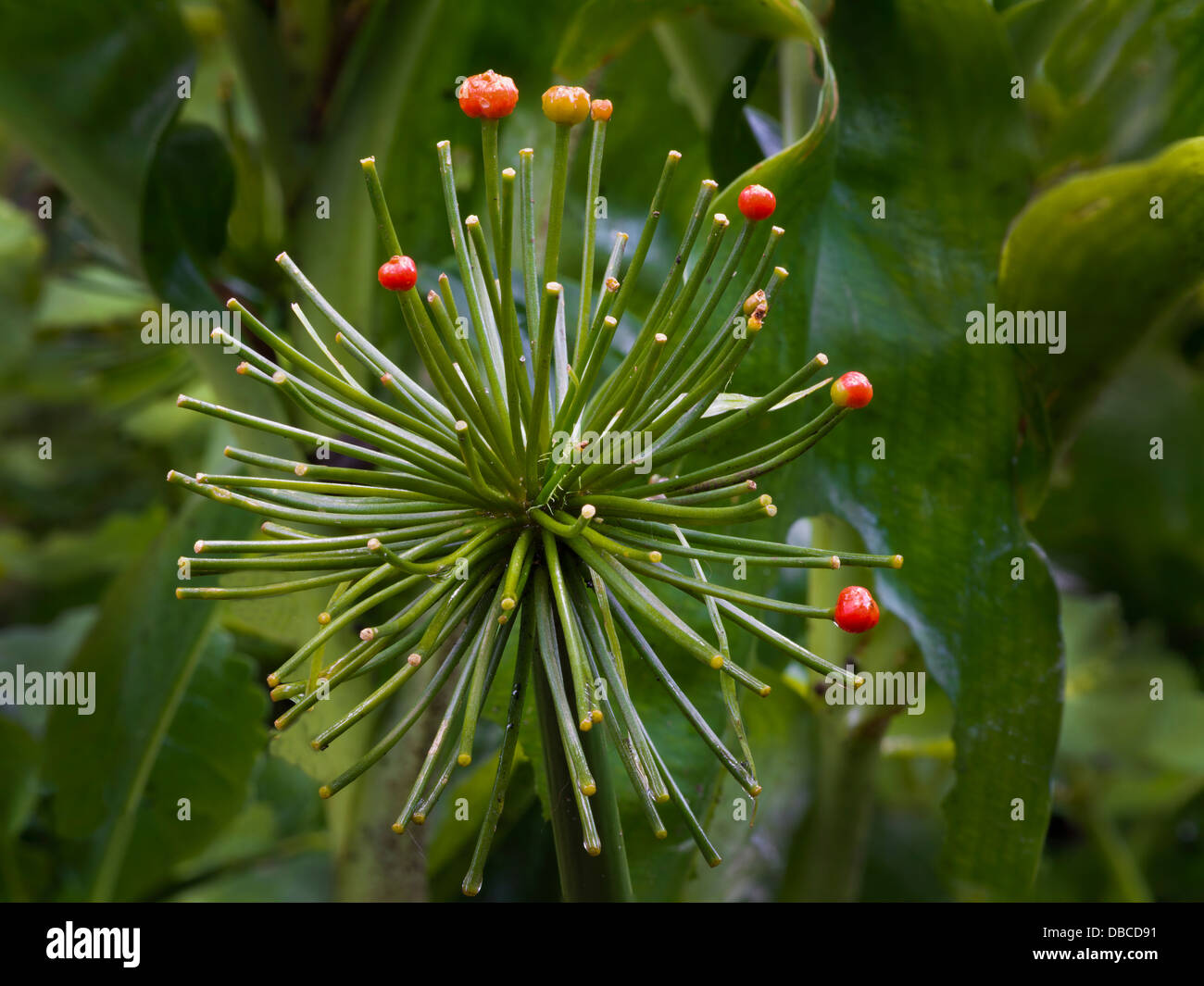 Fireball lily hi-res stock photography and images - Alamy