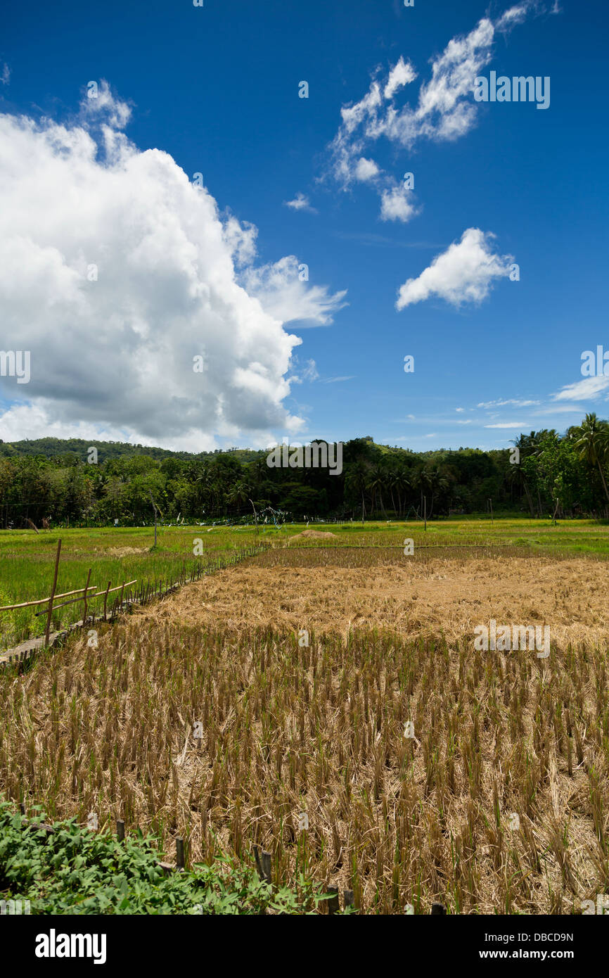 Typical Landscape on Bohol Island, Philippines Stock Photo - Alamy