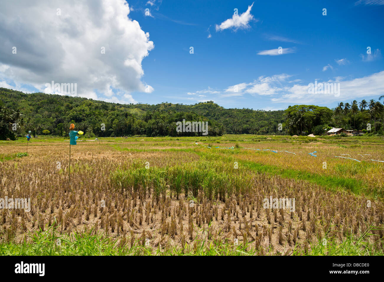 Typical Landscape on Bohol Island, Philippines Stock Photo - Alamy