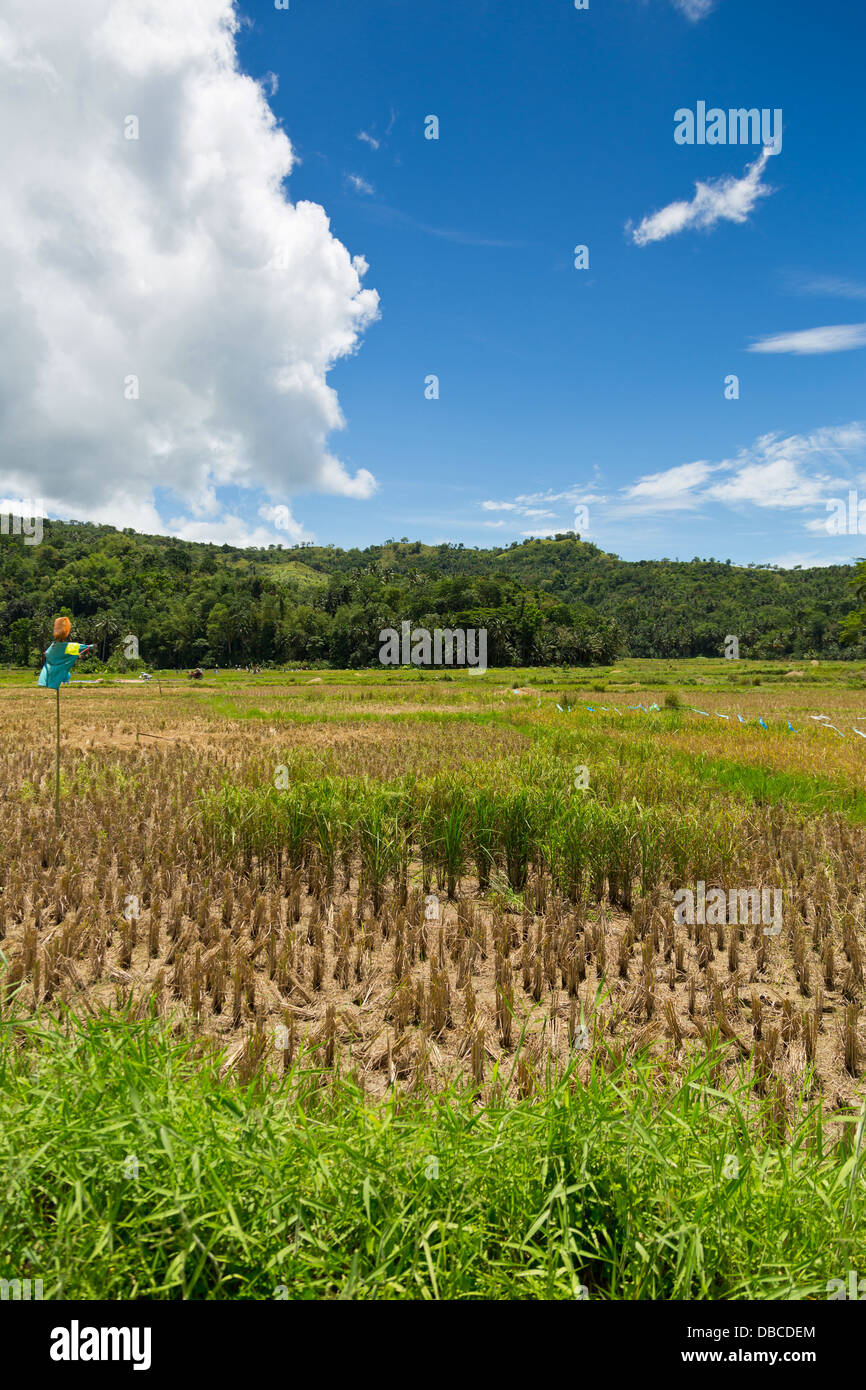 Typical Landscape on Bohol Island, Philippines Stock Photo - Alamy