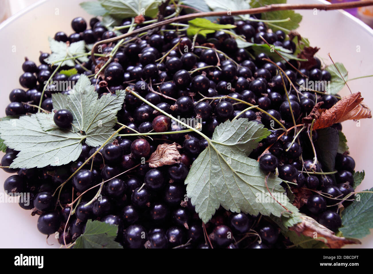 Nigrum l hi-res stock photography and images - Alamy