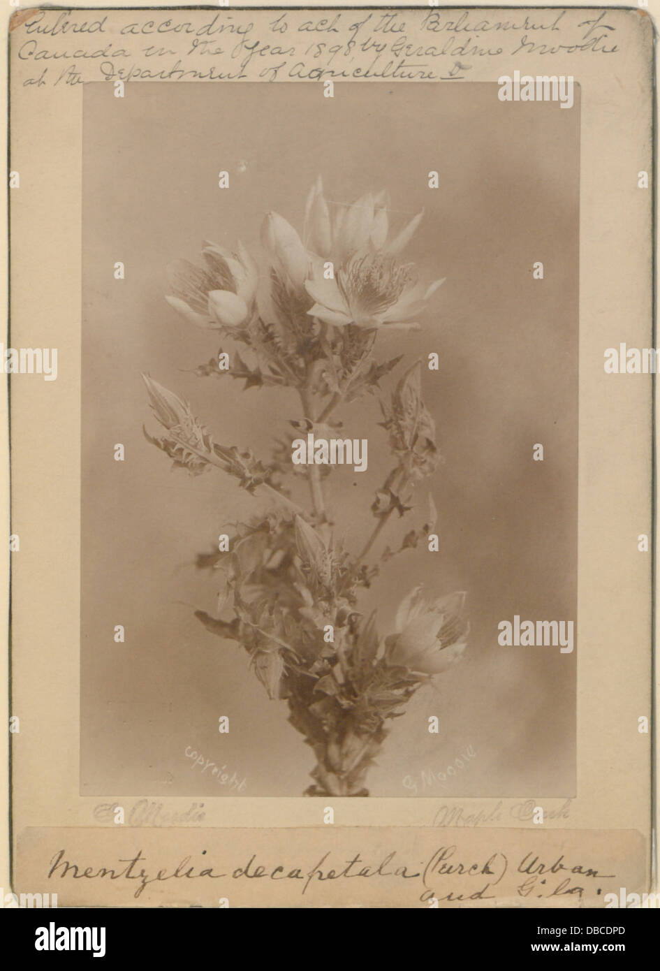 This image shows Mentzelia decapetala, also known as Bartonia ornata, a ...