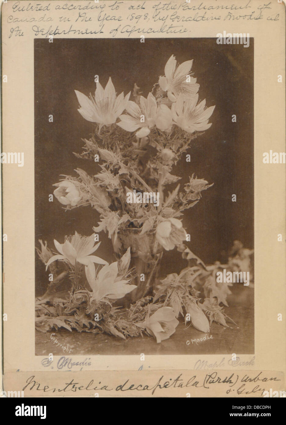 This botanical photograph shows Mentzelia decapetala, a flowering plant ...