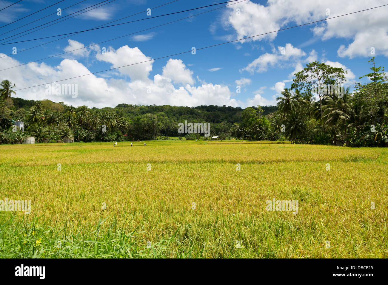 Typical Landscape on Bohol Island, Philippines Stock Photo - Alamy