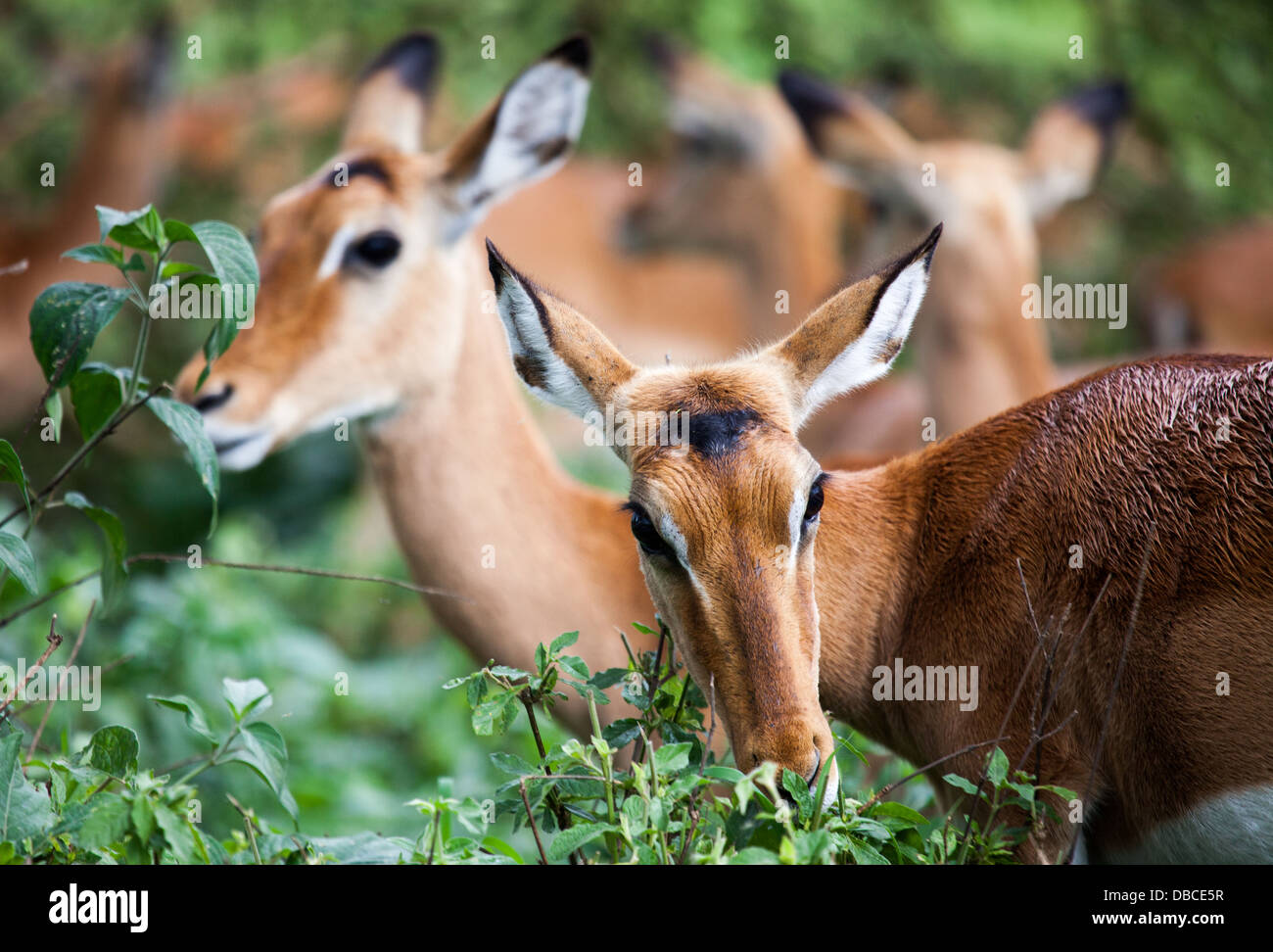 Impala close hi-res stock photography and images - Alamy