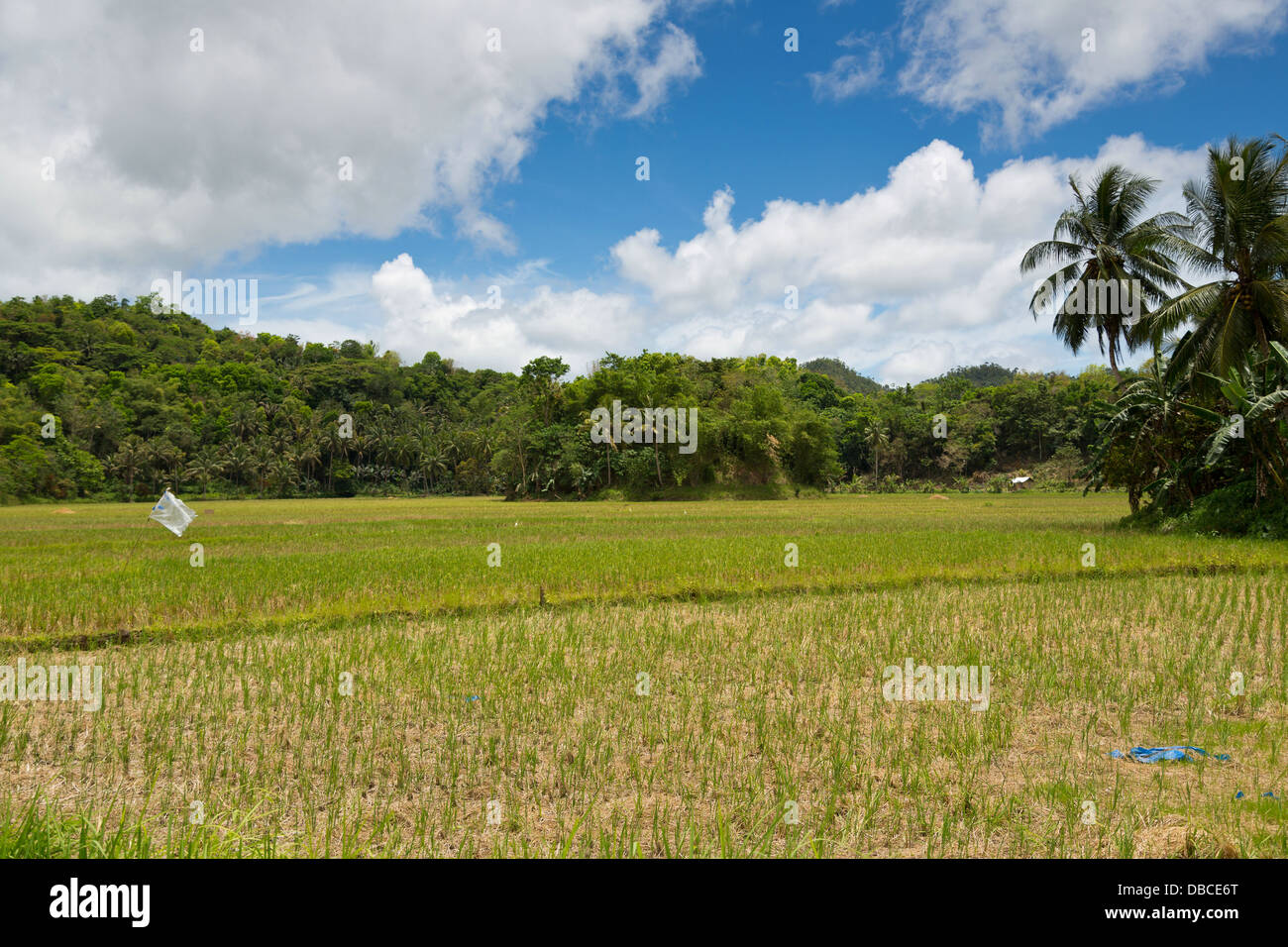 Typical Landscape on Bohol Island, Philippines Stock Photo - Alamy