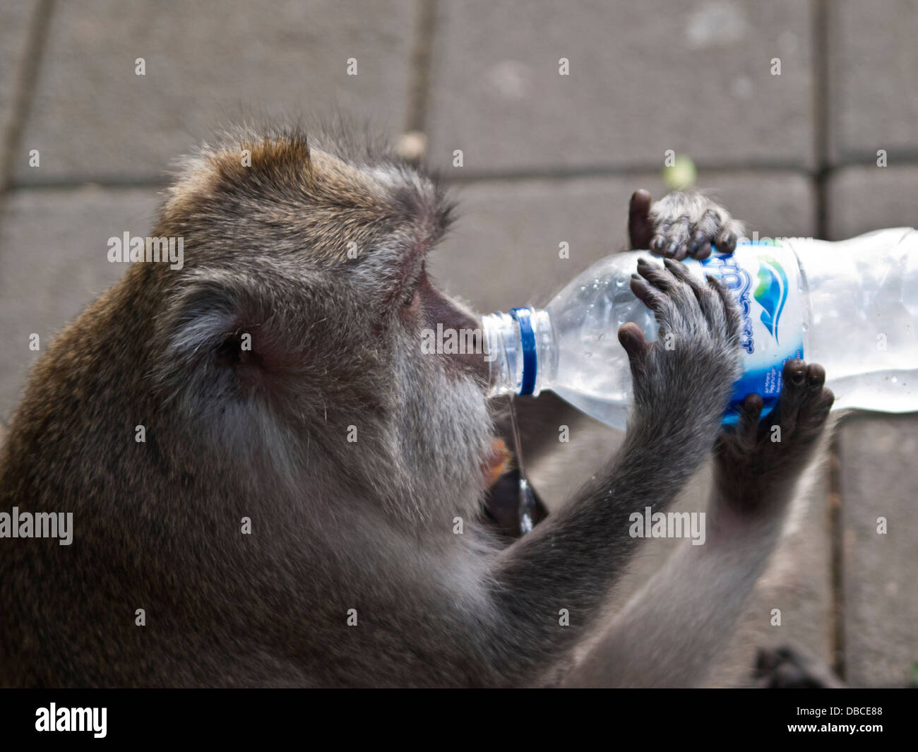 Monkey drinking water from a bottle in Monkey Forest park, Ubud Stock ...