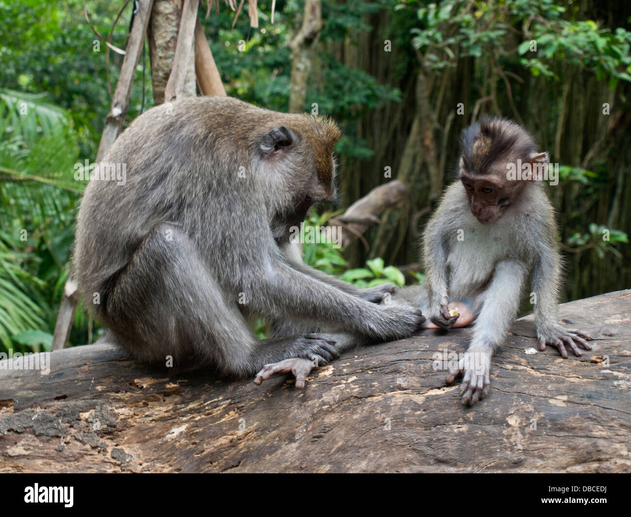 Two monkeys in Monkey Forest park, Ubud Stock Photo - Alamy