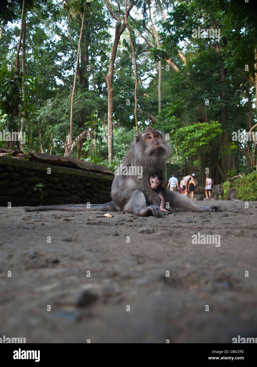 Mother monkey seated on the ground holding cub, Monkey Forest, Ubub ...