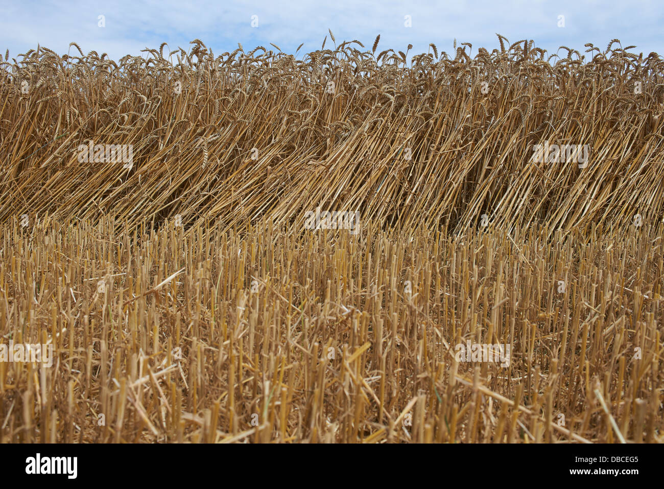 Golden wheat stalks Stock Photo - Alamy