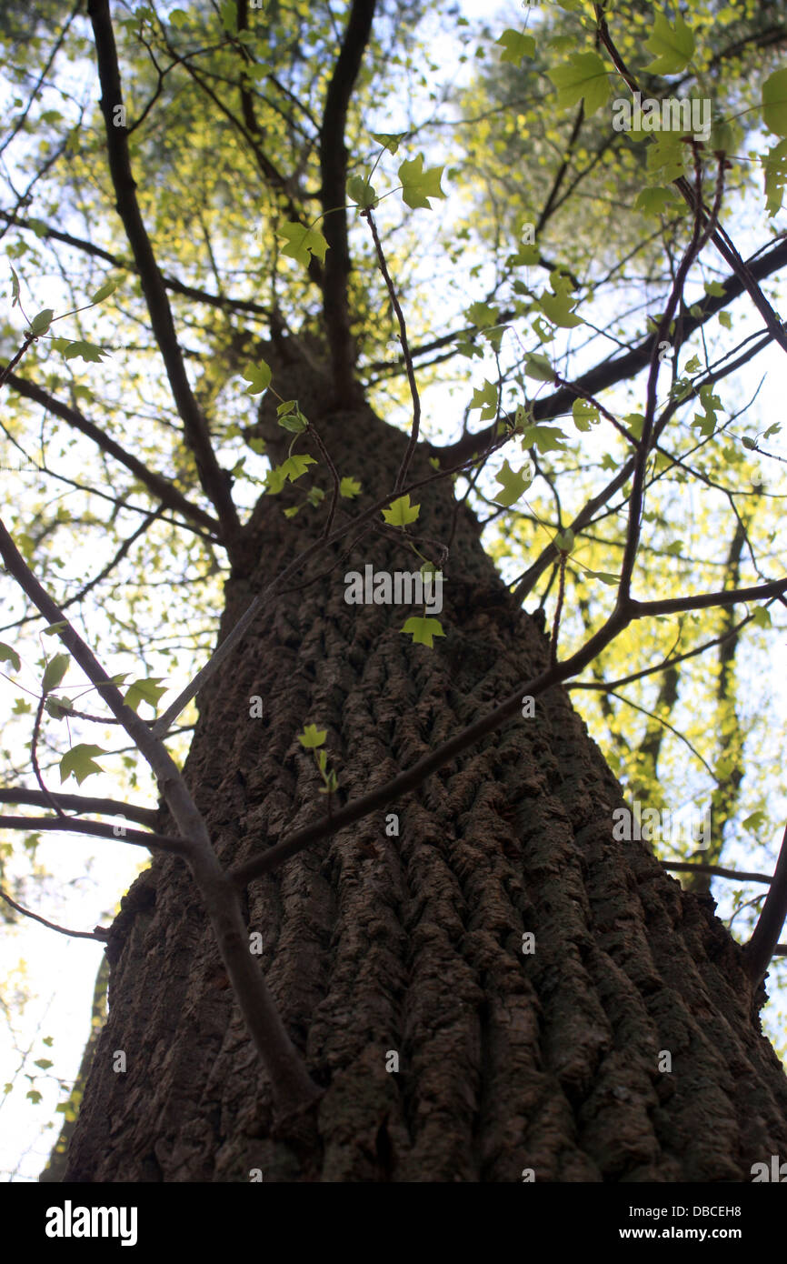Looking up a tree trunk to the sky Stock Photo - Alamy
