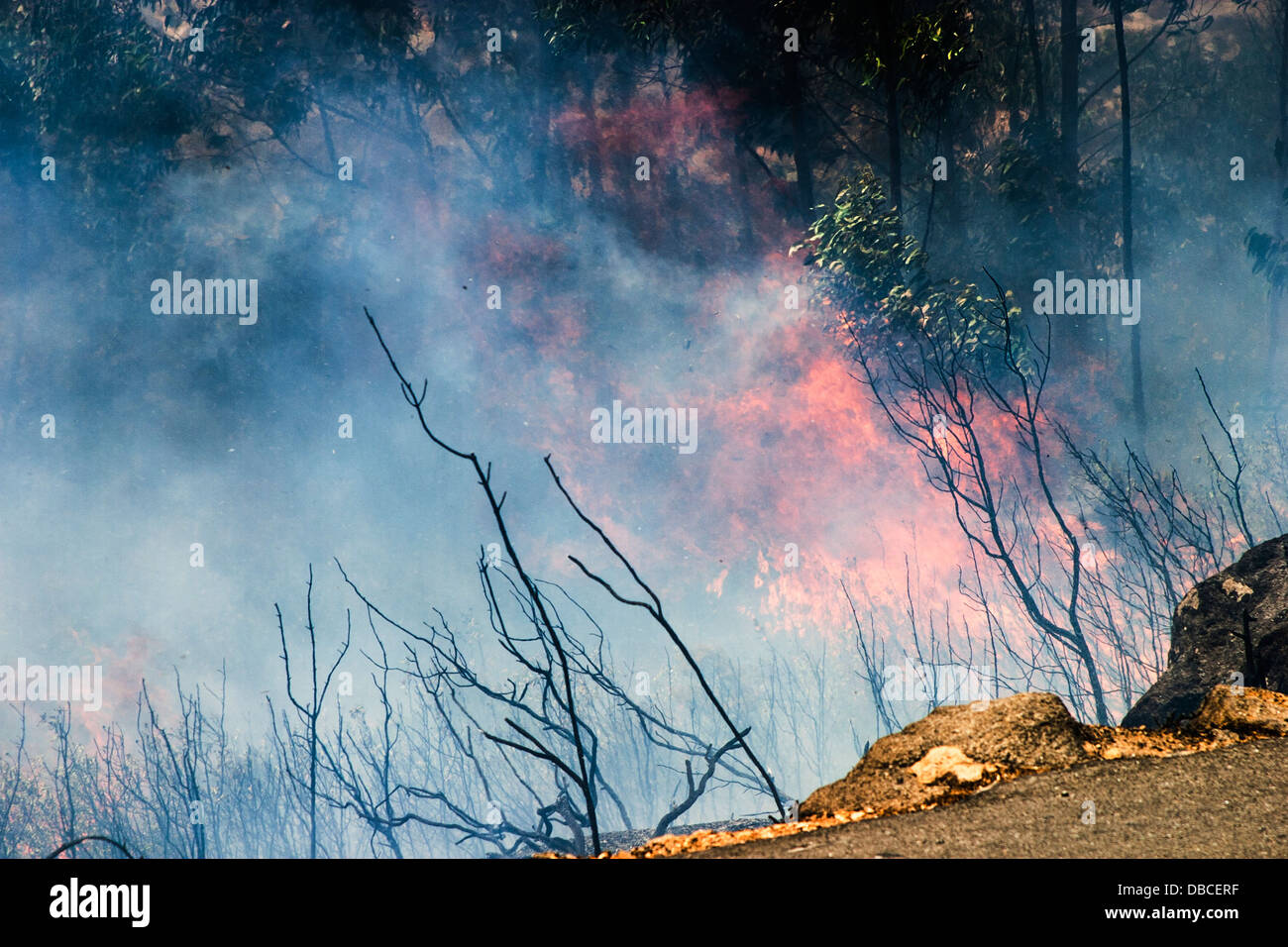 Continental summer hot weather and drought: Forest fire raging with ...