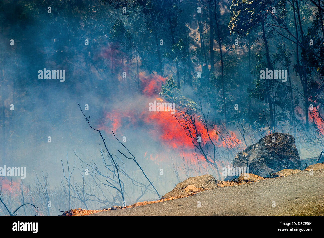 Continental summer hot weather and drought: Forest fire raging with ...