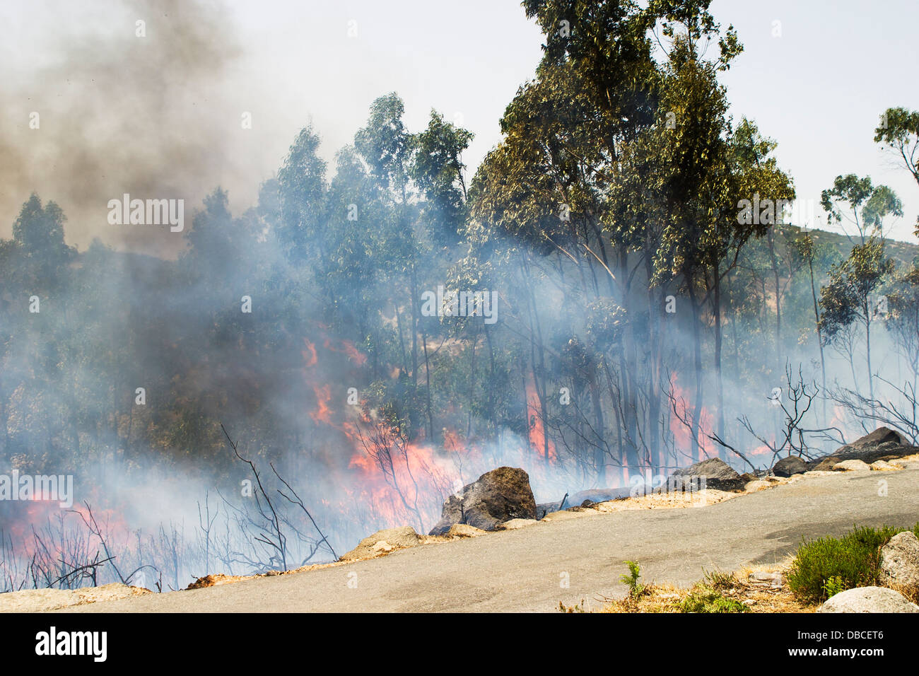 Continental summer hot weather and drought: Forest fire raging with ...