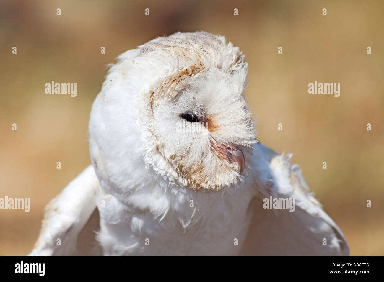 Head of white barn owl, tyto alba, looking sideways to its left Stock ...