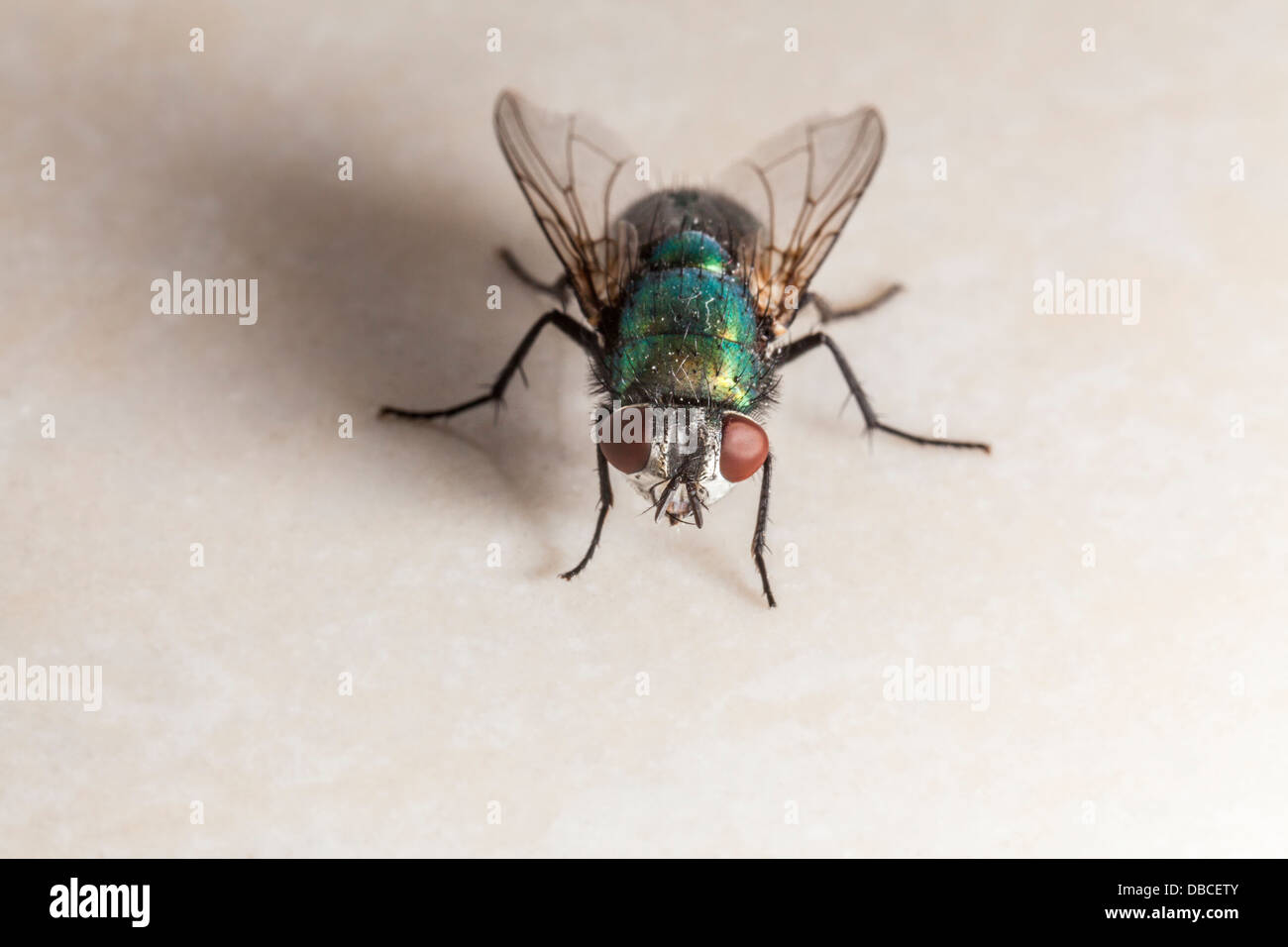 Housefly hi-res stock photography and images - Alamy