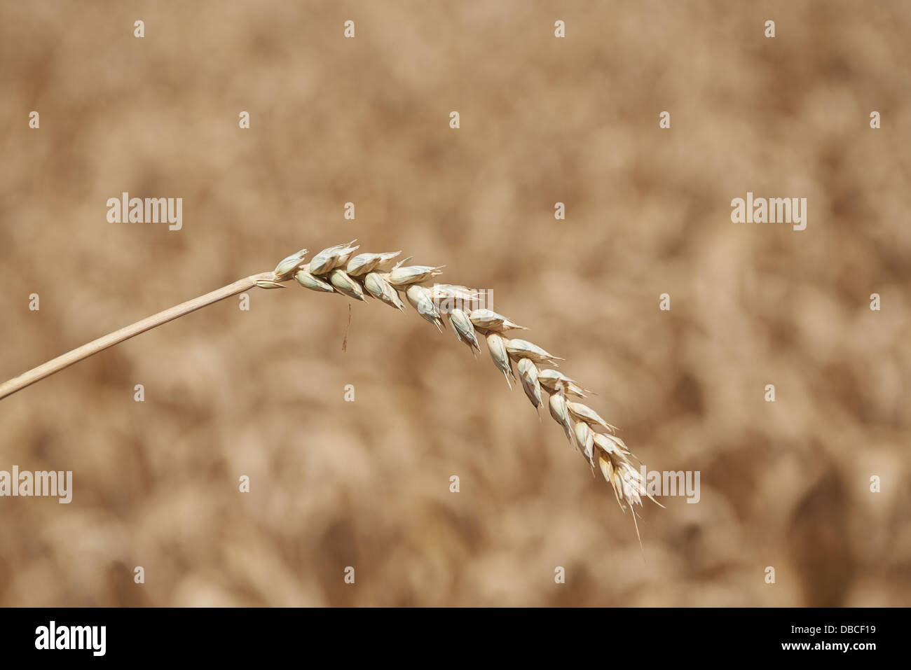 Golden wheat stalks hi-res stock photography and images - Alamy
