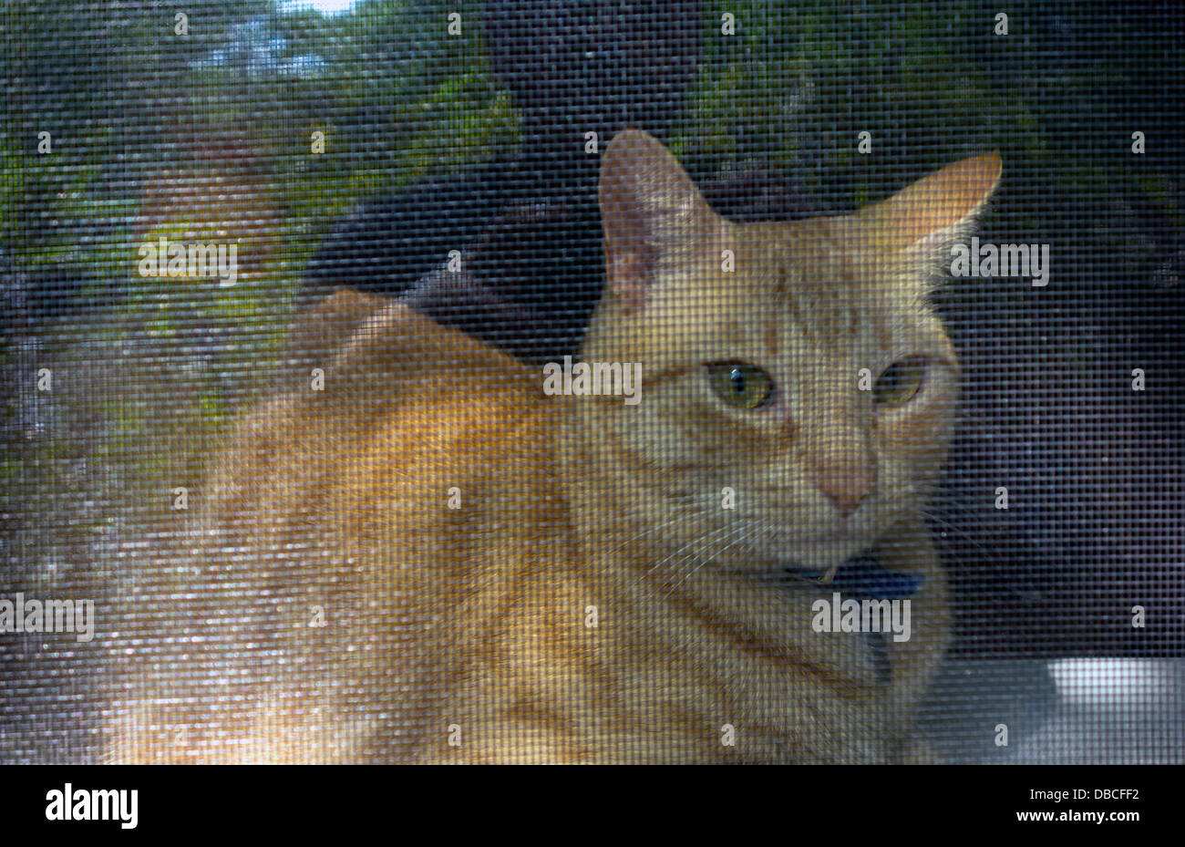 orange tabby cat sitting in window Stock Photo - Alamy