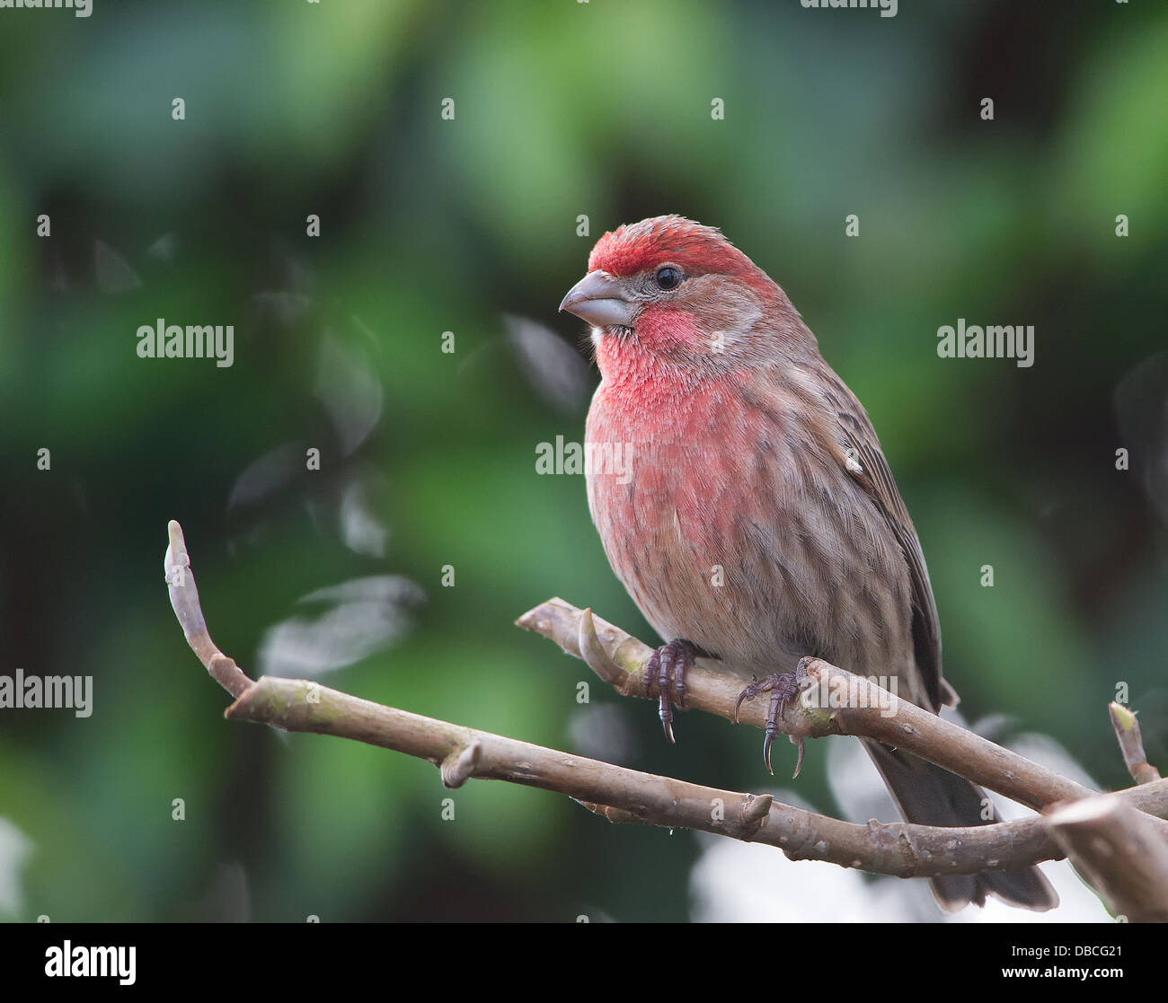 Finch family tree High Resolution Stock Photography and Images - Alamy