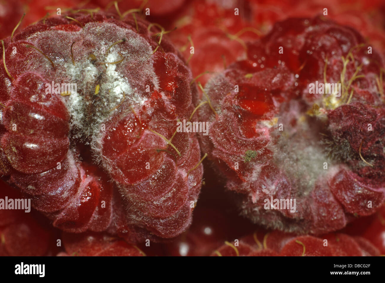 Raspberry mold hi-res stock photography and images - Alamy