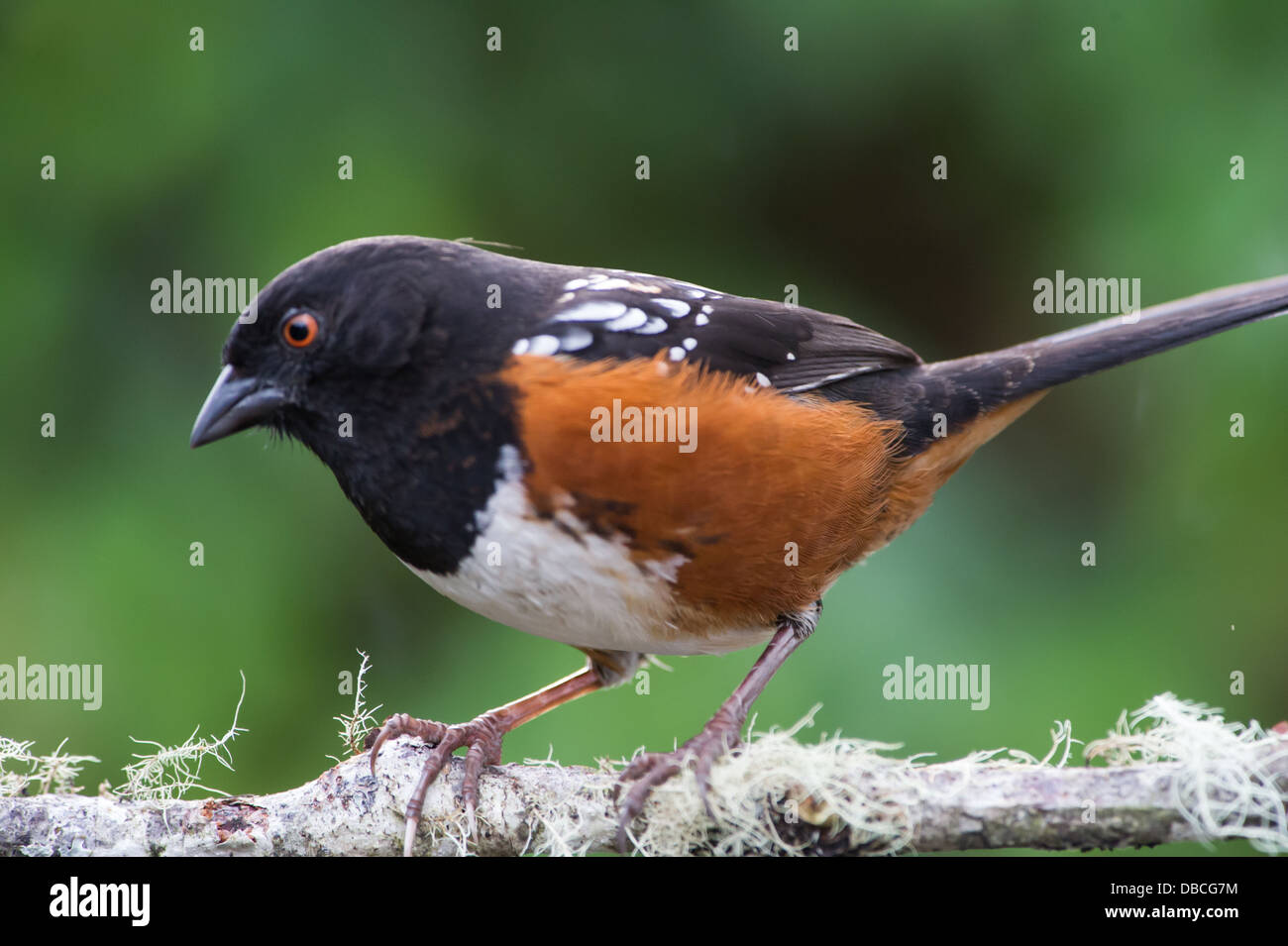 Avian taxonomy hi-res stock photography and images - Alamy