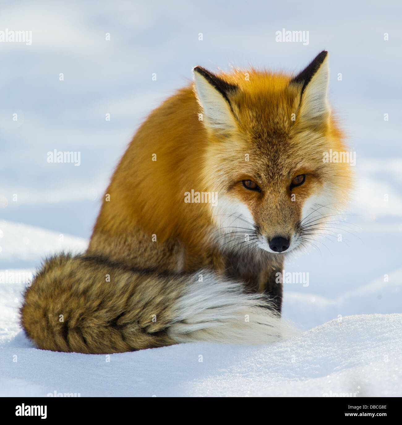 Fox looking forward in hi-res stock photography and images - Alamy