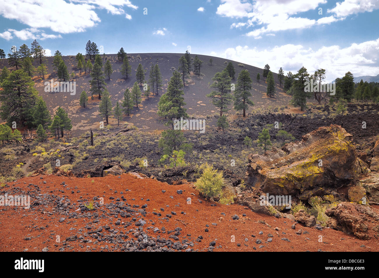 Pine trees at Sunset Crater volcano in Flagstaff Stock Photo - Alamy