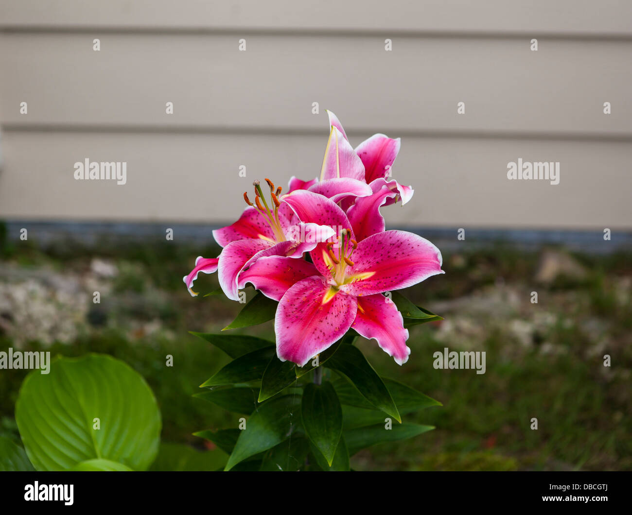 Close up of a purple lily flower Stock Photo - Alamy