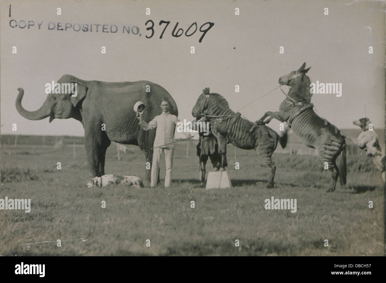 This image captures performing animals in a circus or theatrical ...