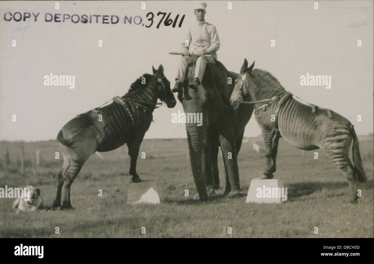 Circus animal training hi-res stock photography and images - Alamy