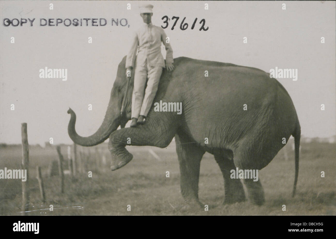 Performing animals hi-res stock photography and images - Alamy