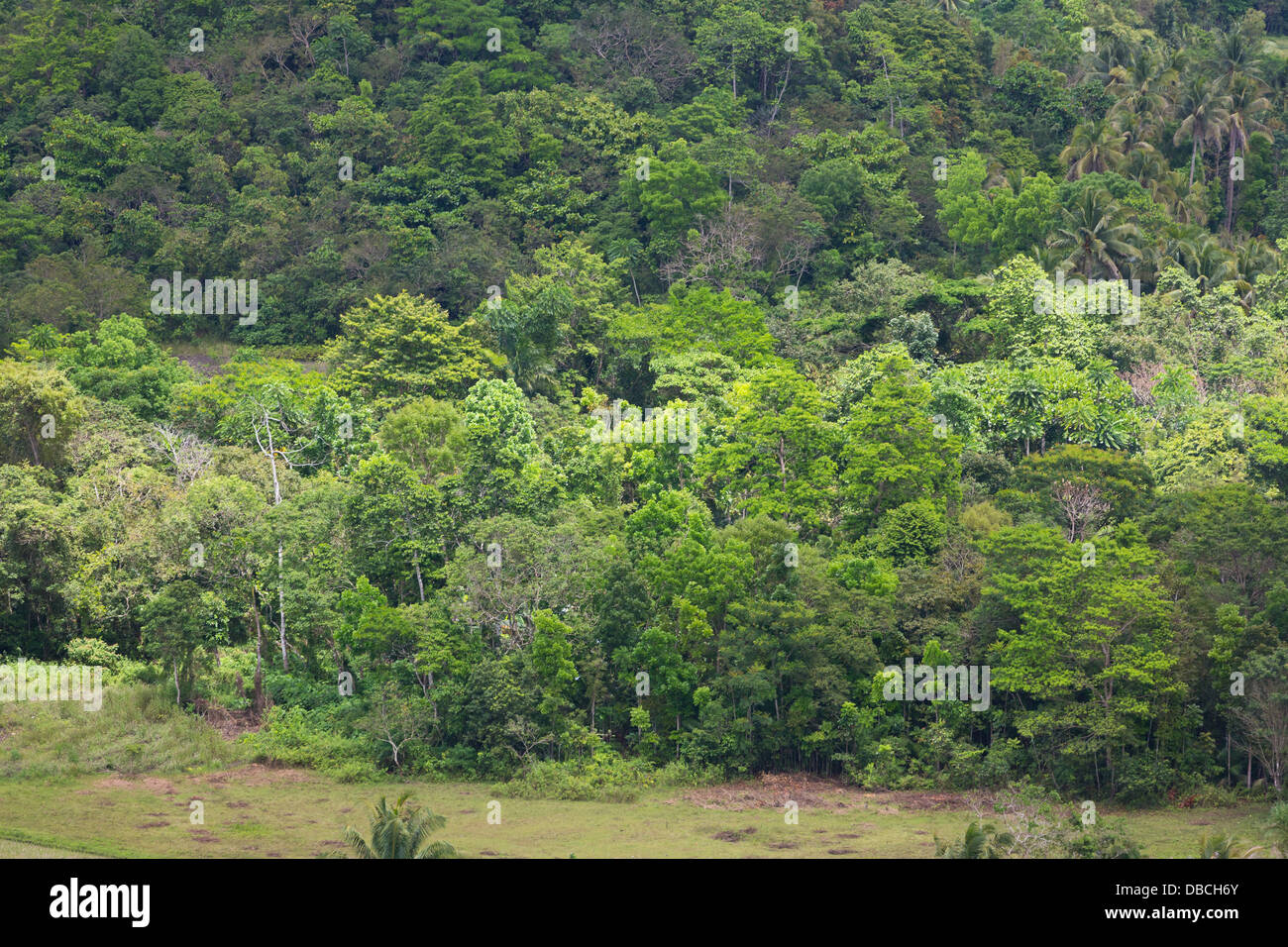 Typical Landscape on Bohol Island, Philippines Stock Photo - Alamy