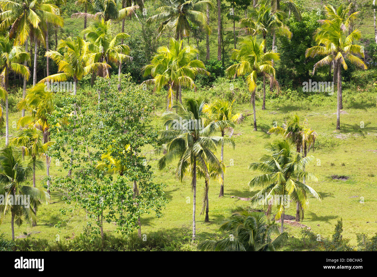 Typical Landscape on Bohol Island, Philippines Stock Photo - Alamy
