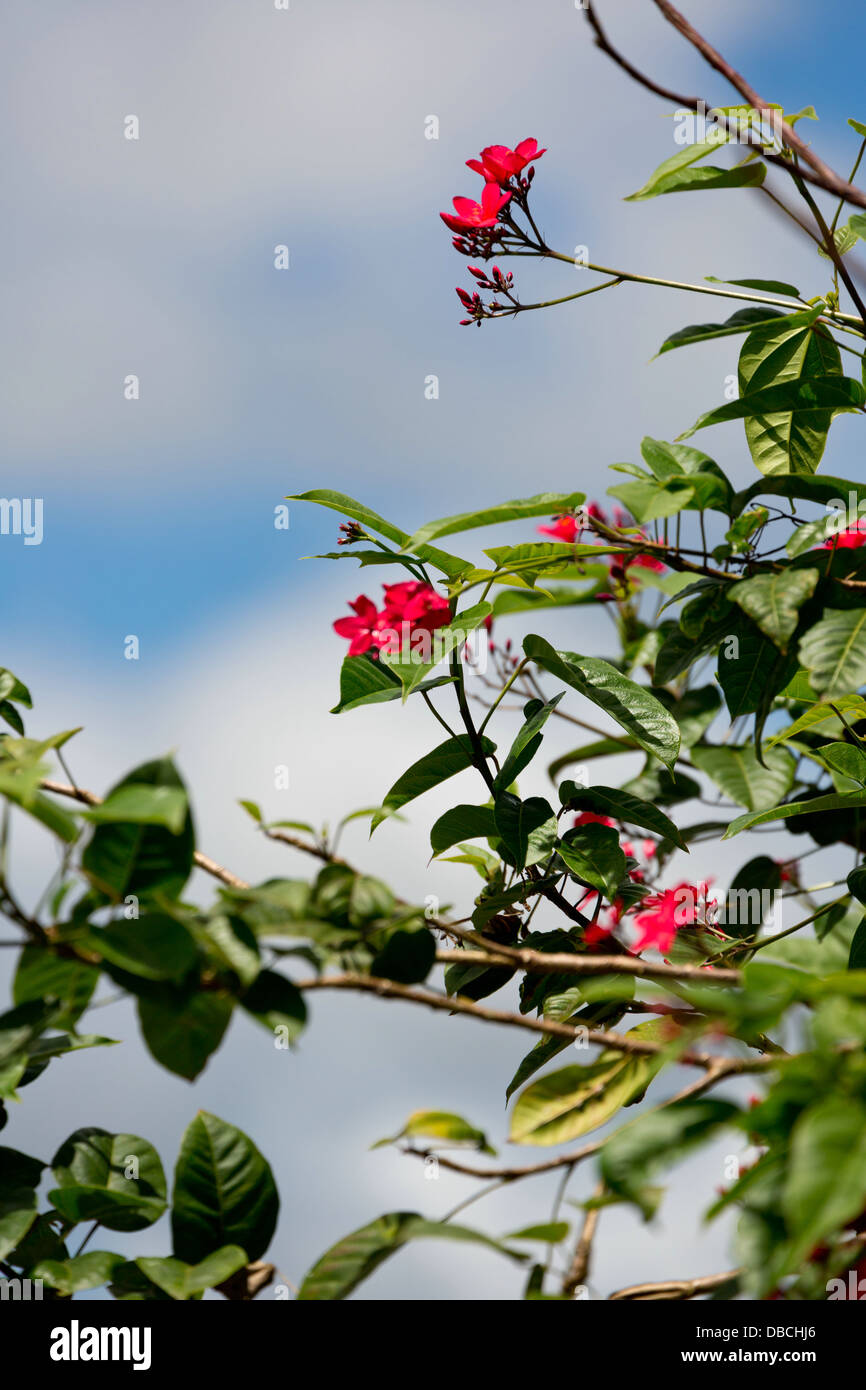 Red Flower Bud on Bohol Island, Philippines Stock Photo - Alamy