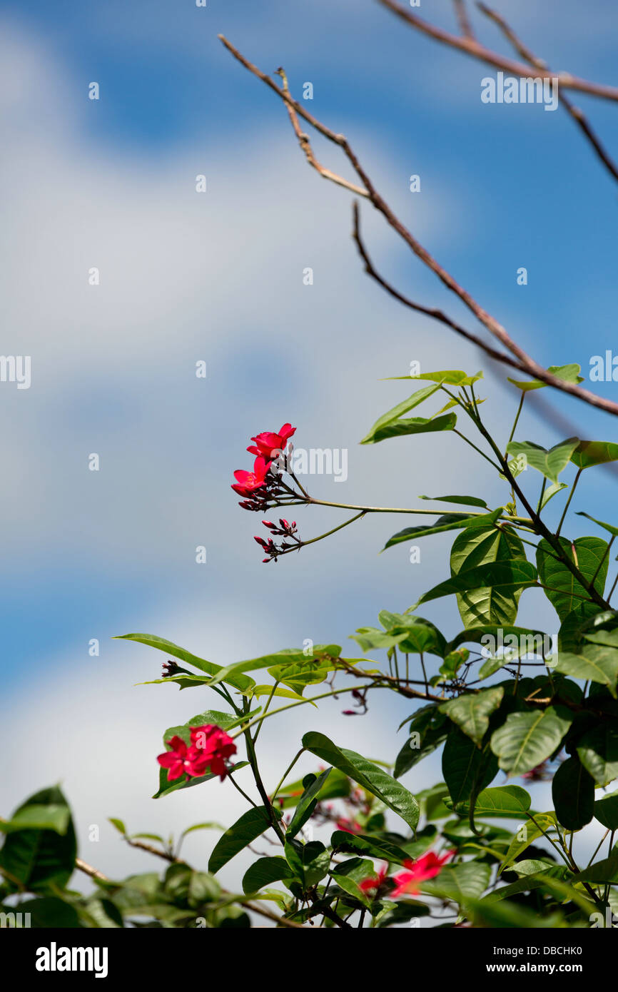 Red Flower Bud on Bohol Island, Philippines Stock Photo - Alamy