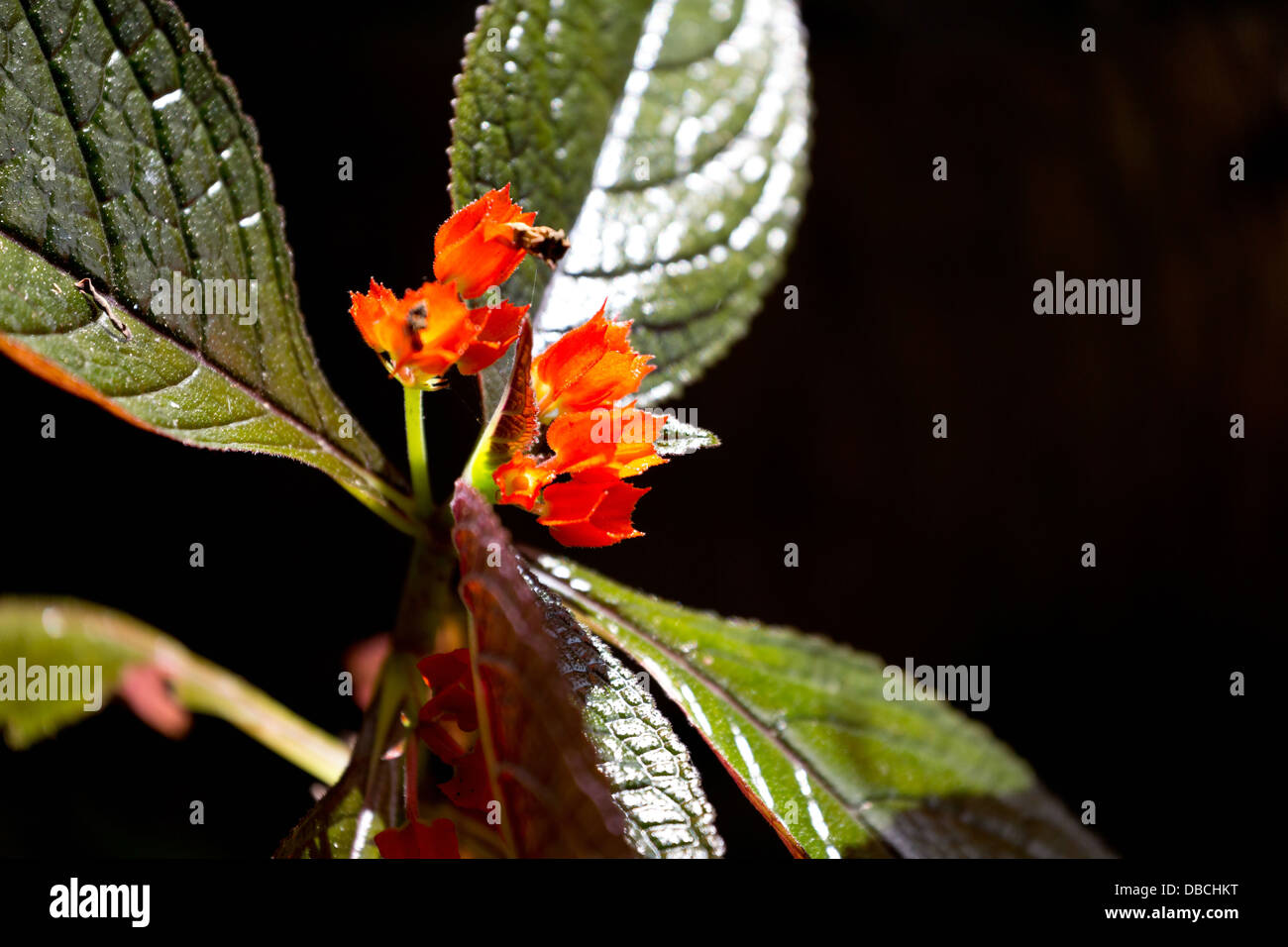 Red Flower Bud on Bohol Island, Philippines Stock Photo - Alamy