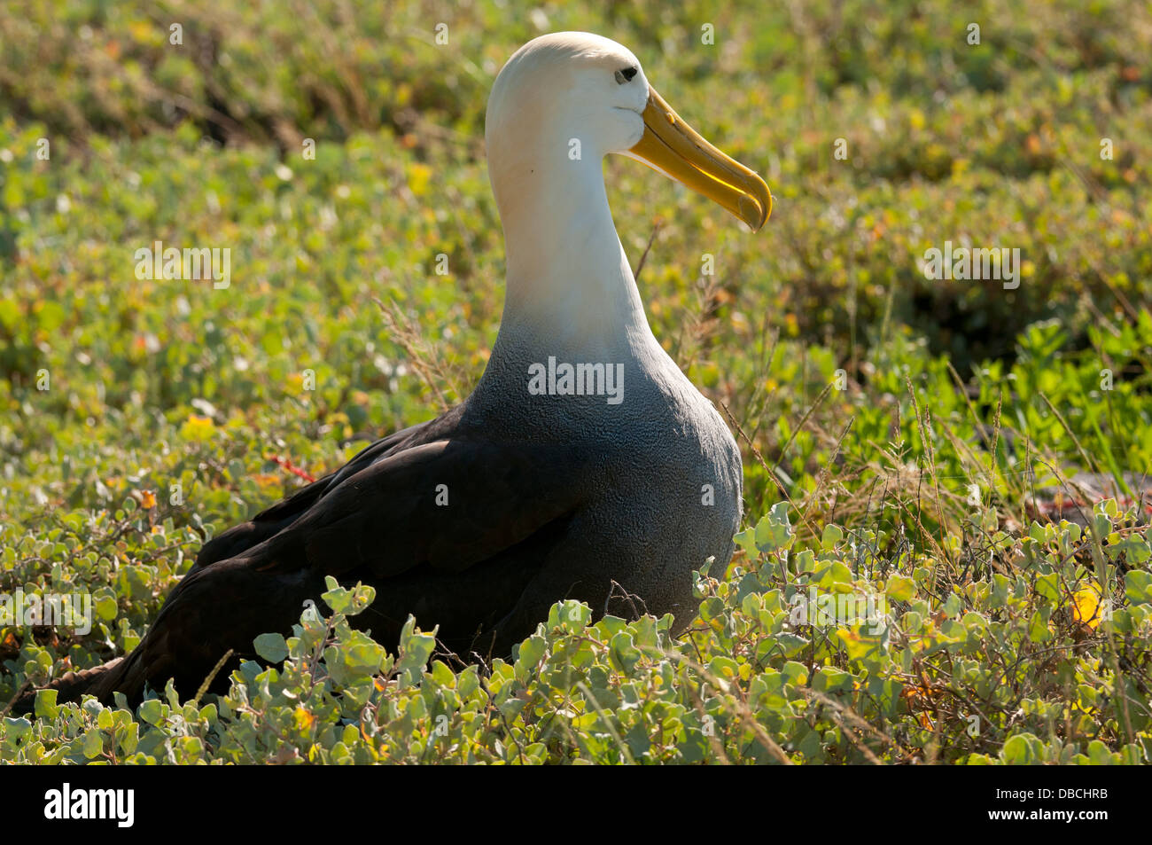 Waved albatross nesting on Espanola Island, Galapagos Stock Photo - Alamy