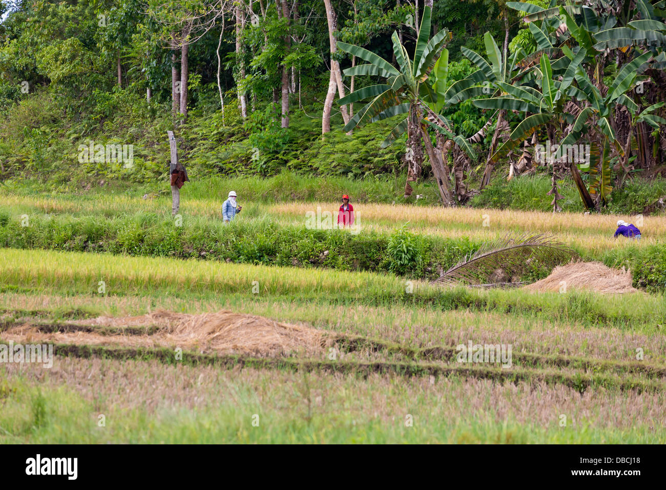 Typical Landscape on Bohol Island, Philippines Stock Photo - Alamy