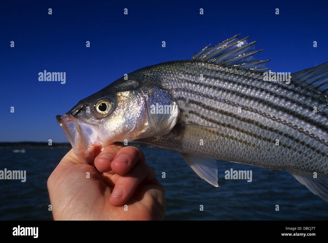 Man holding a striped bass or striper (Morone saxatilis) caught while ...