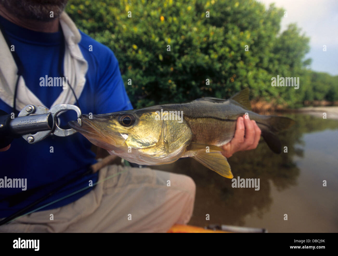 A man holding and releasing a snook (Centropomus undecimalis) caught ...