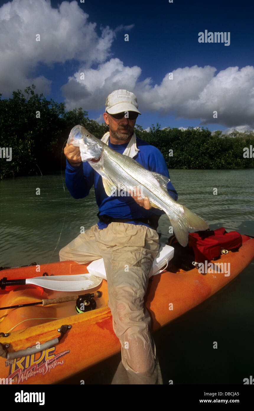 A man holding and releasing a snook (Centropomus undecimalis) caught ...
