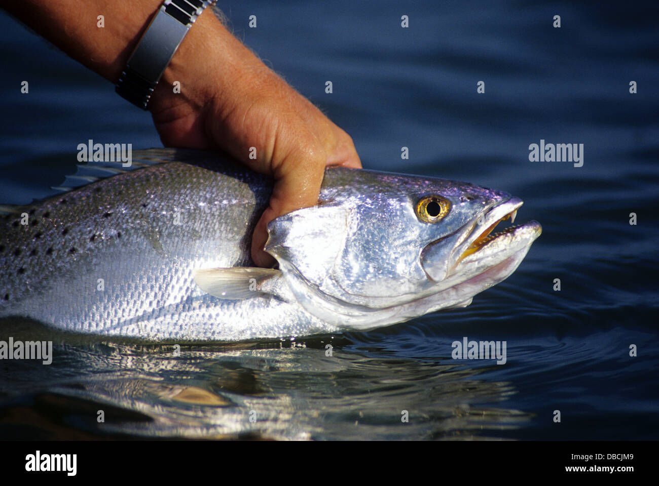 Releasing a speckled trout or spotted seatrout (Cynoscion nebulosus ...