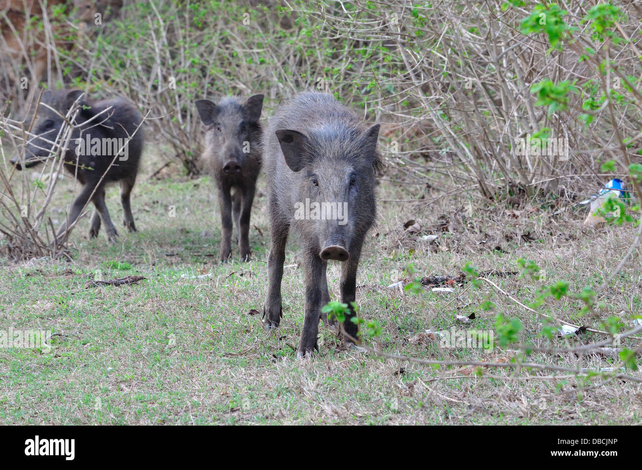 Indian Wild Boar Stock Photo - Alamy