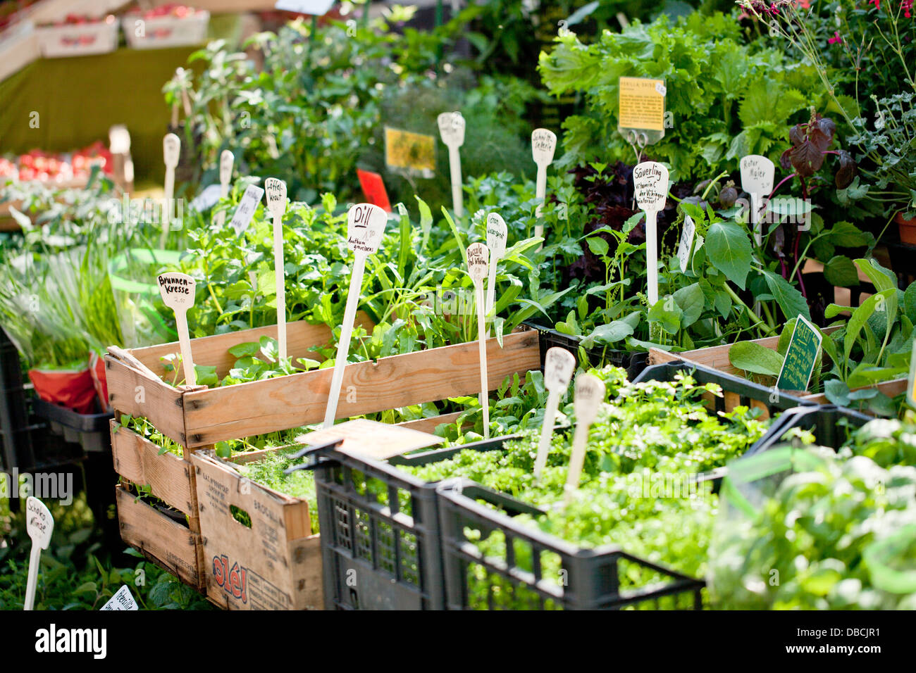 different fresh green herbs on market outdoor summer Stock Photo - Alamy