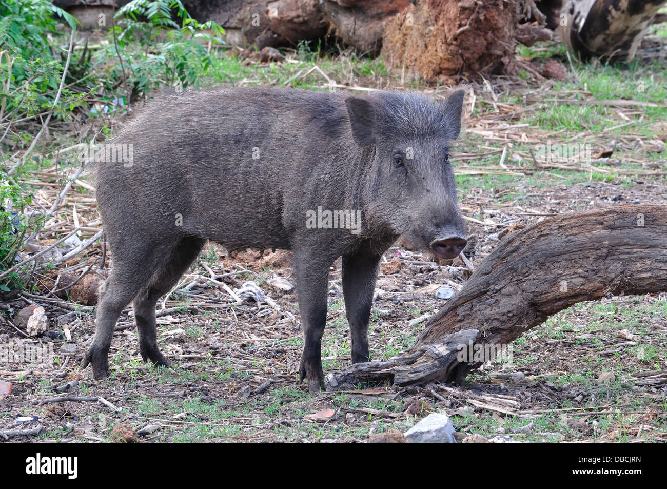 Indian Wild Boar Stock Photo - Alamy