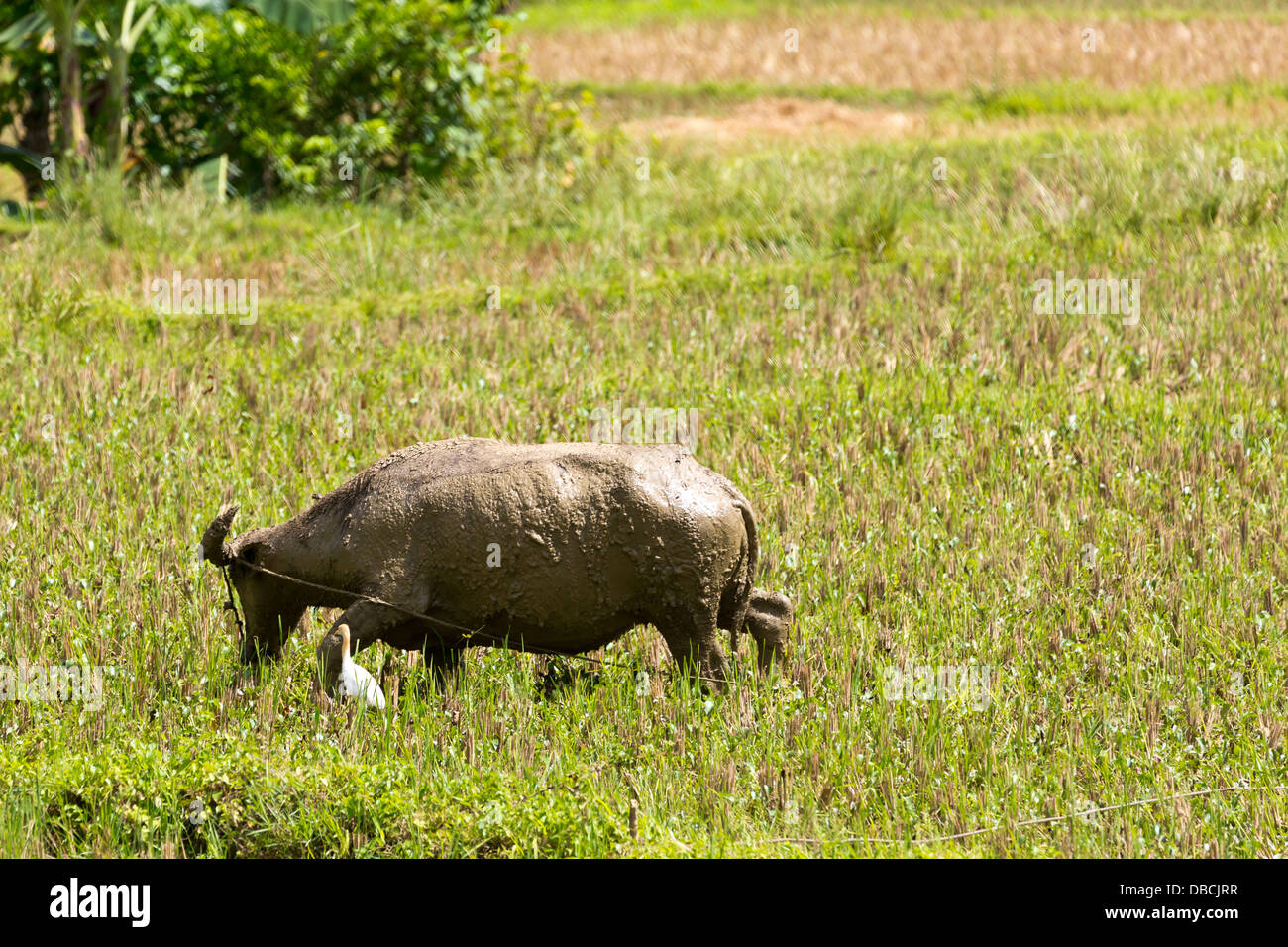 Water Buffalo in the Countryside on Bohol Island, Philippines Stock ...