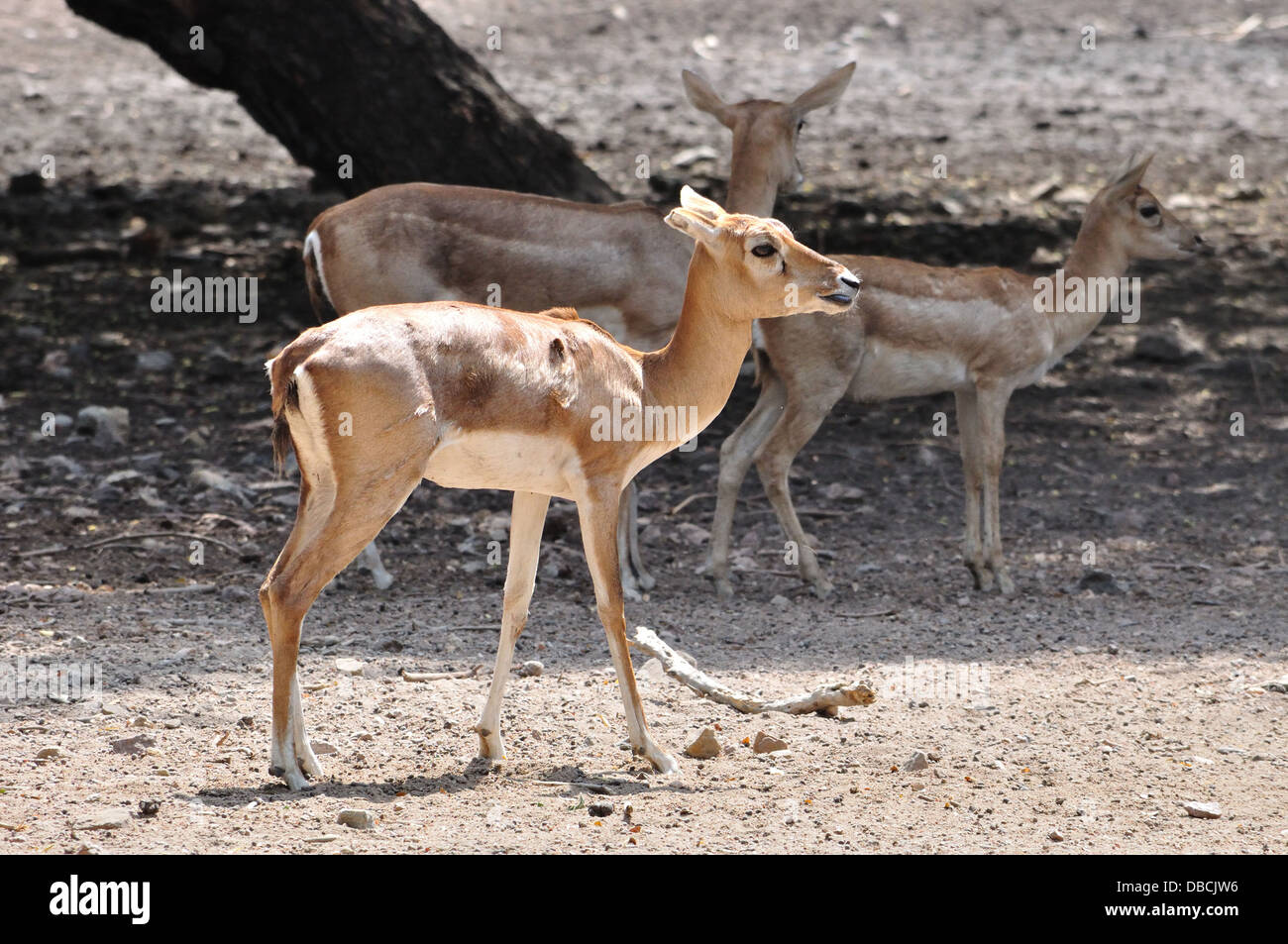 Indian Black Buck Stock Photo - Alamy